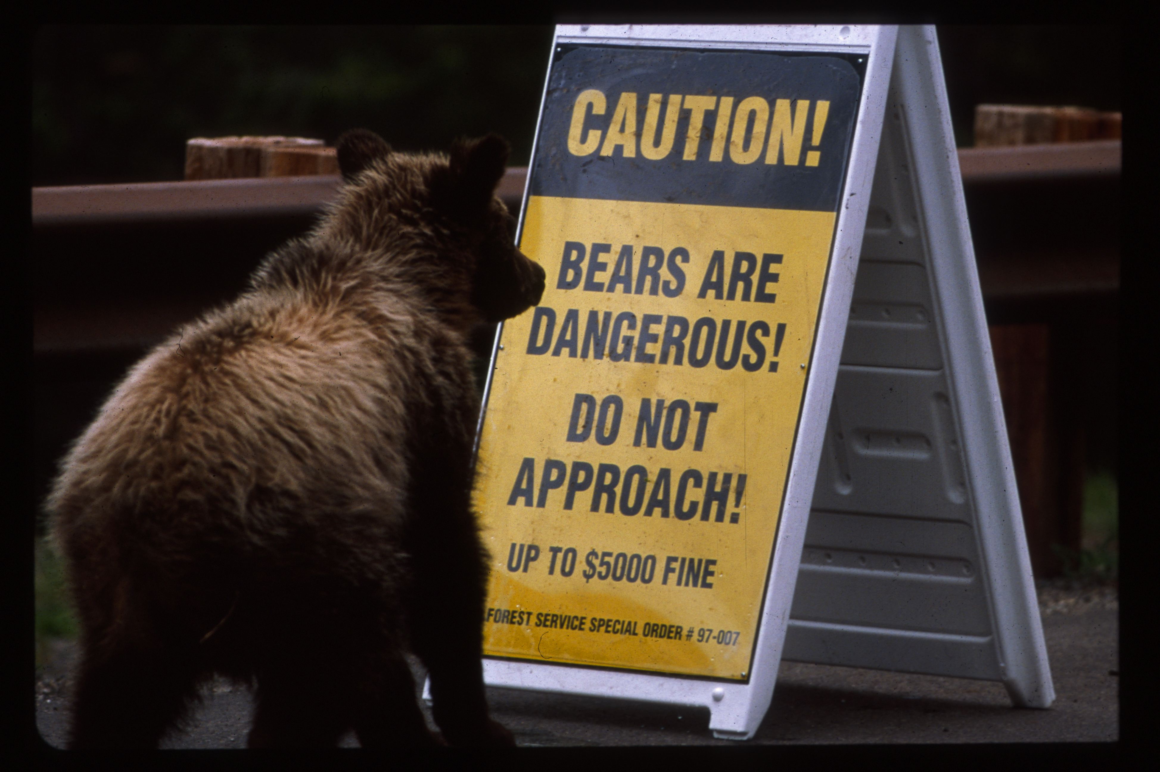 Bear Aware – Adventures in LuLu